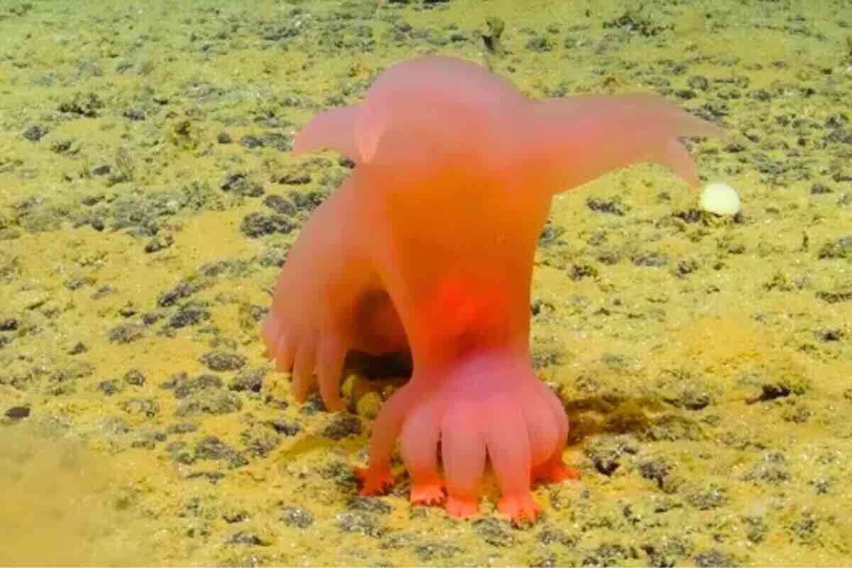 Misteriose creature a 5.000 metri di profondità: dalla “Spugna di Vetro ...